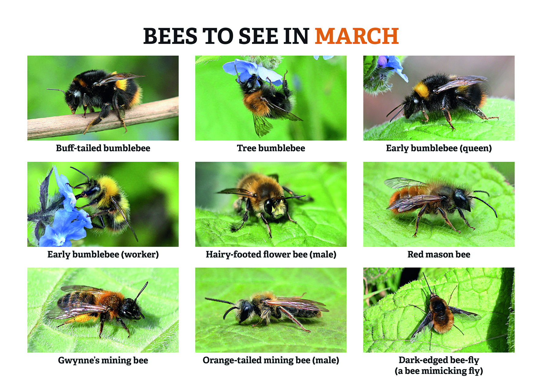 Bees to see in March (and the bee imposter!) | Urban Bees Blog