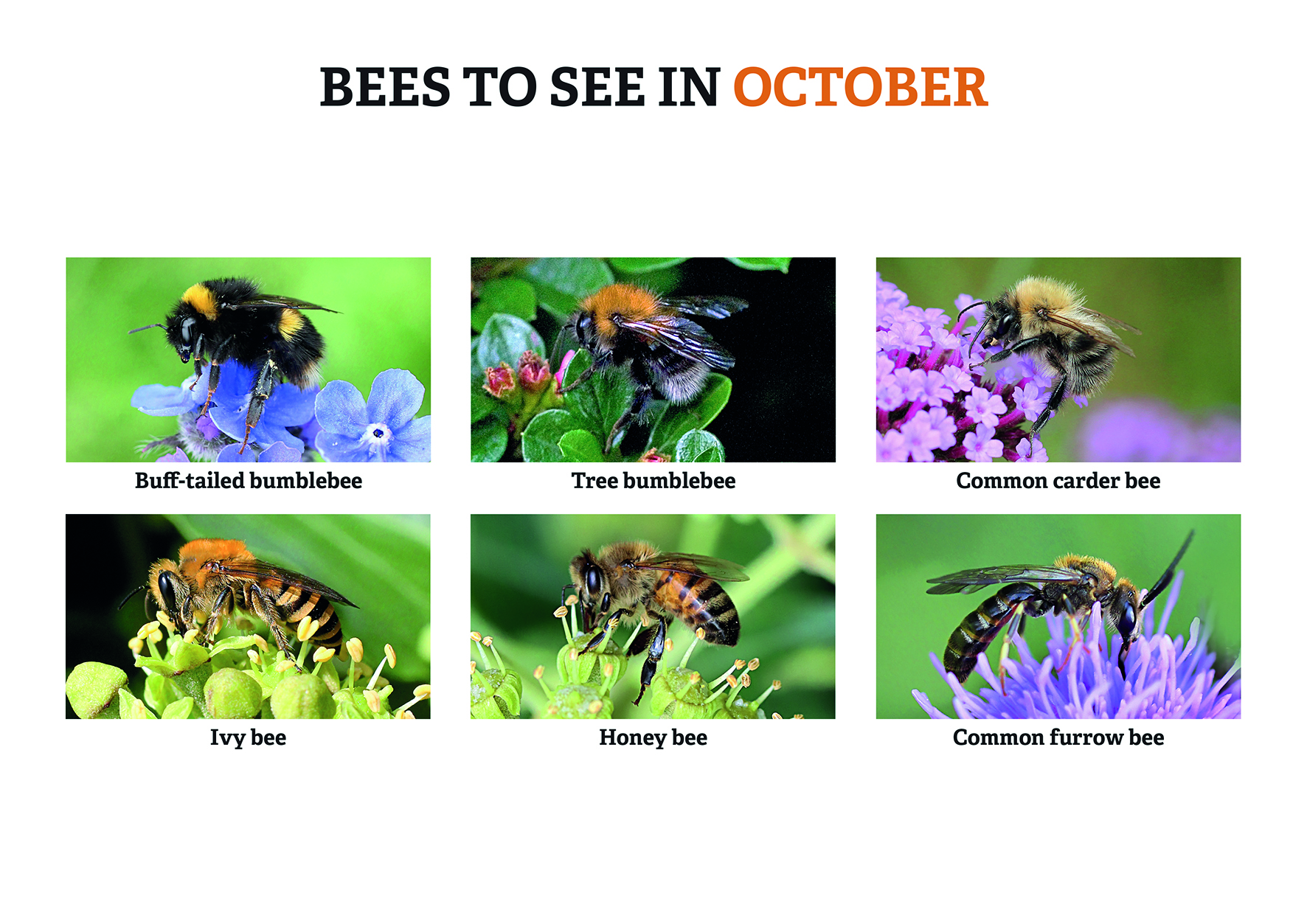 October bees | Urban Bees Blog